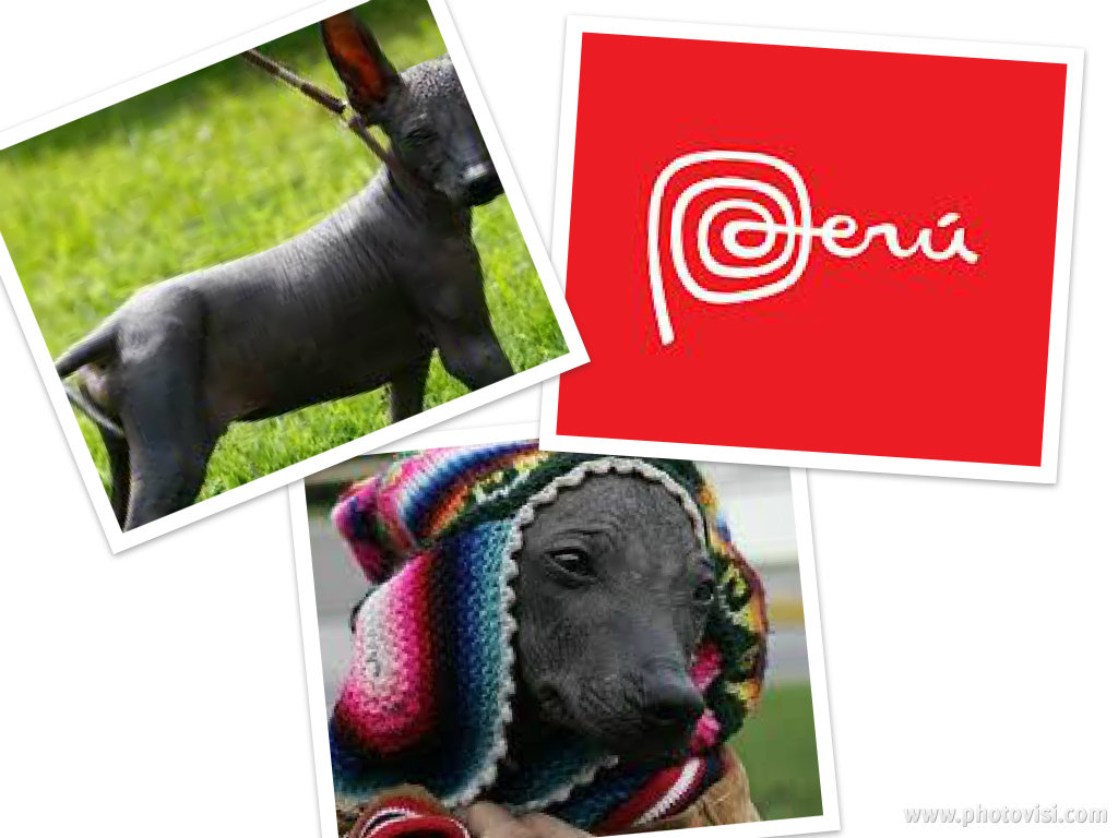 Perros peruanos : Las mascotas del Inca