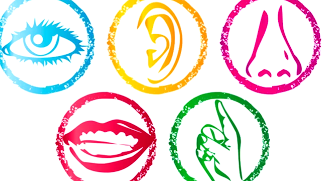 Los Sentidos Humanos : Los Sentidos Humanos