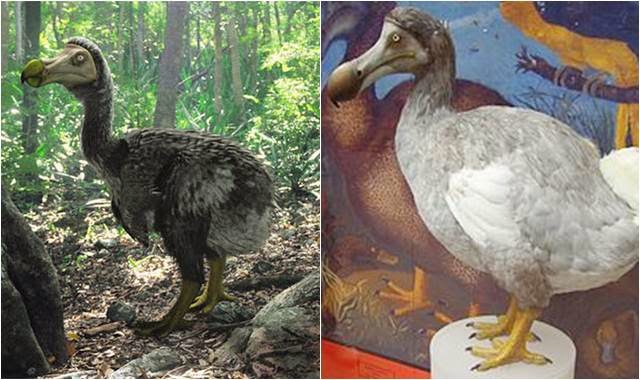 Mengapa Burung Dodo Musnah? | TOP INFO 88