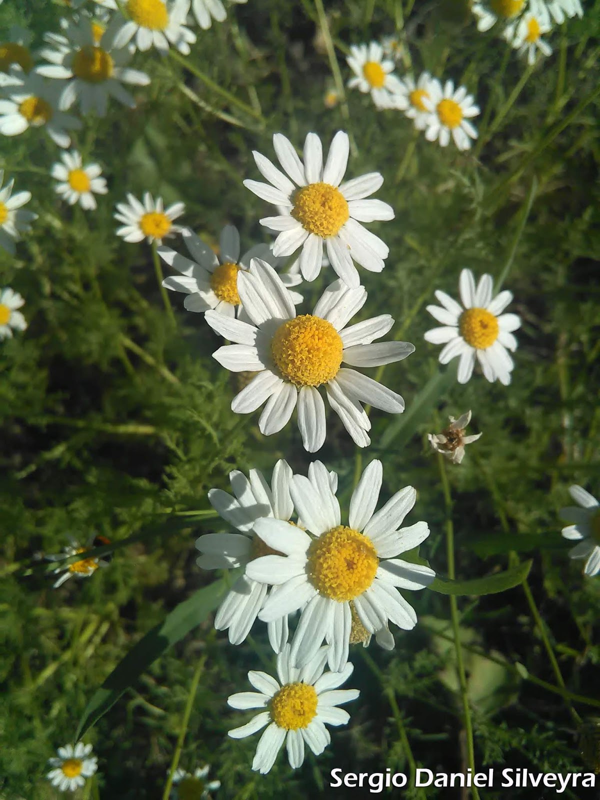 Flora Nativa de Entre Rios