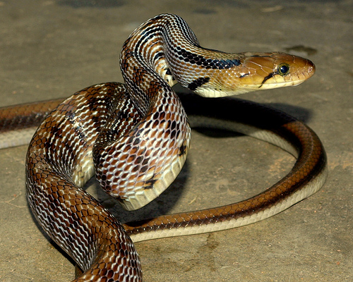 Reptile Research and Conservation Trust Of India: 30 Species Of Indian ...