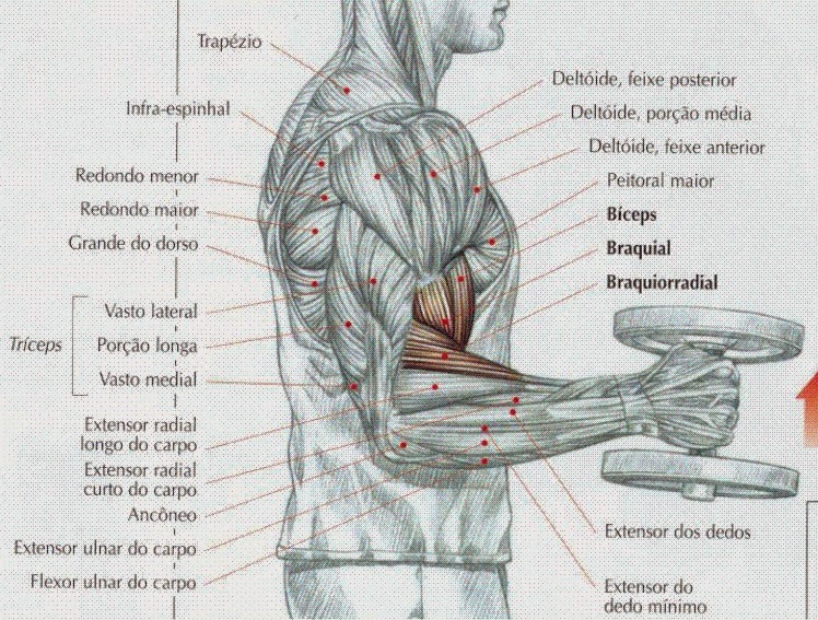 Musculação: Um modo de vida: Músculos: Biceps