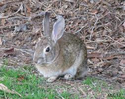 ANIMALES DE LA SIERRA DE ANDÚJAR: EL CONEJO
