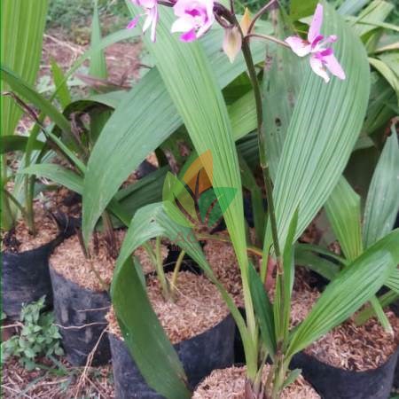 Paling Bagus 22+ Bunga Anggrek Tanah - Gambar Bunga Indah