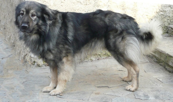 Cães & Cães: Kraski Ovcar - 01