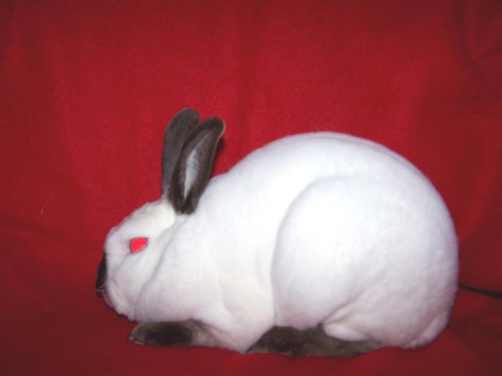 Virtual Tour: Our Farm: Bunnies, Bunnies and MORE Bunnies!