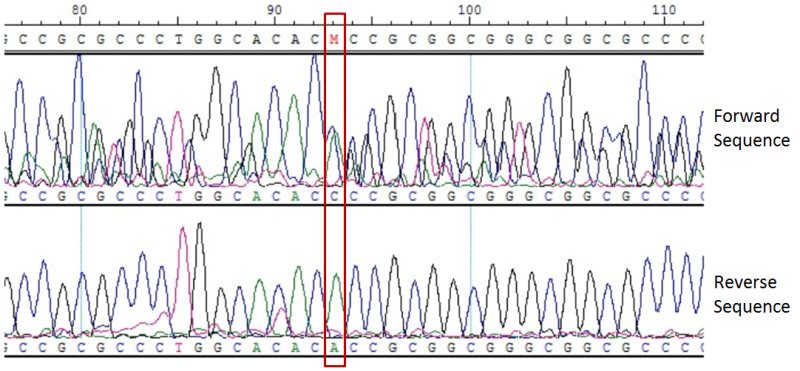 Learning Bioinformatics: 3. Editing in Seqman