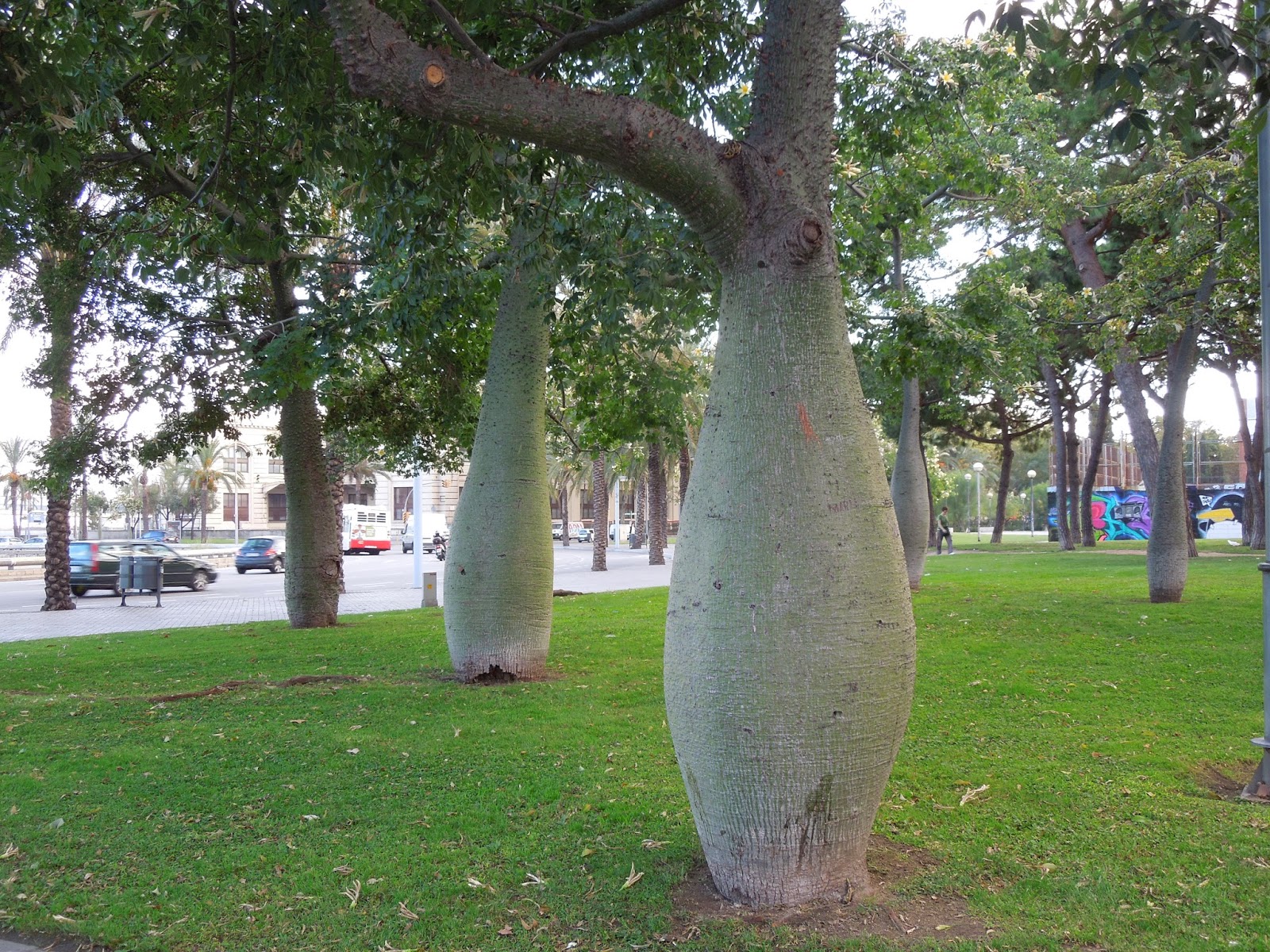 ARBOL BOTELLA - BOTÀNIC SERRAT