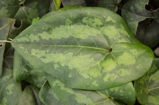 Wild Ginger Farm News Blog: ‘Ling Ling’ Panda Face Ginger