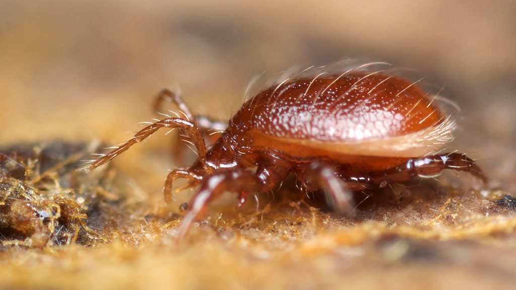 ムシをデザインしたのはダレ？: 冬のダニ祭り！ トゲダニ亜目（Gamasida）の1種