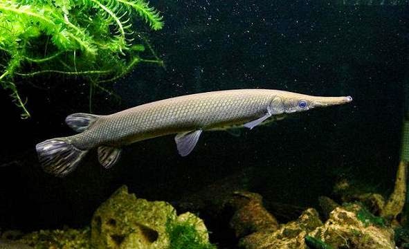 Flora y Fauna de Veracruz: PECES