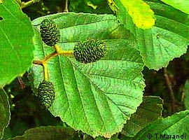 Cuidados del Aliso Consejos de mantenimiento