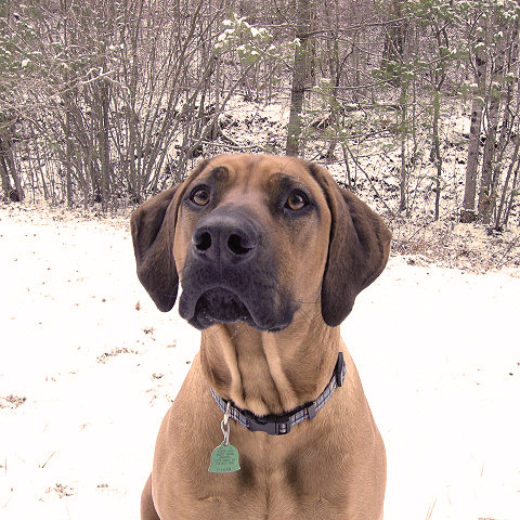 chickory: Late WInter Wonderland
