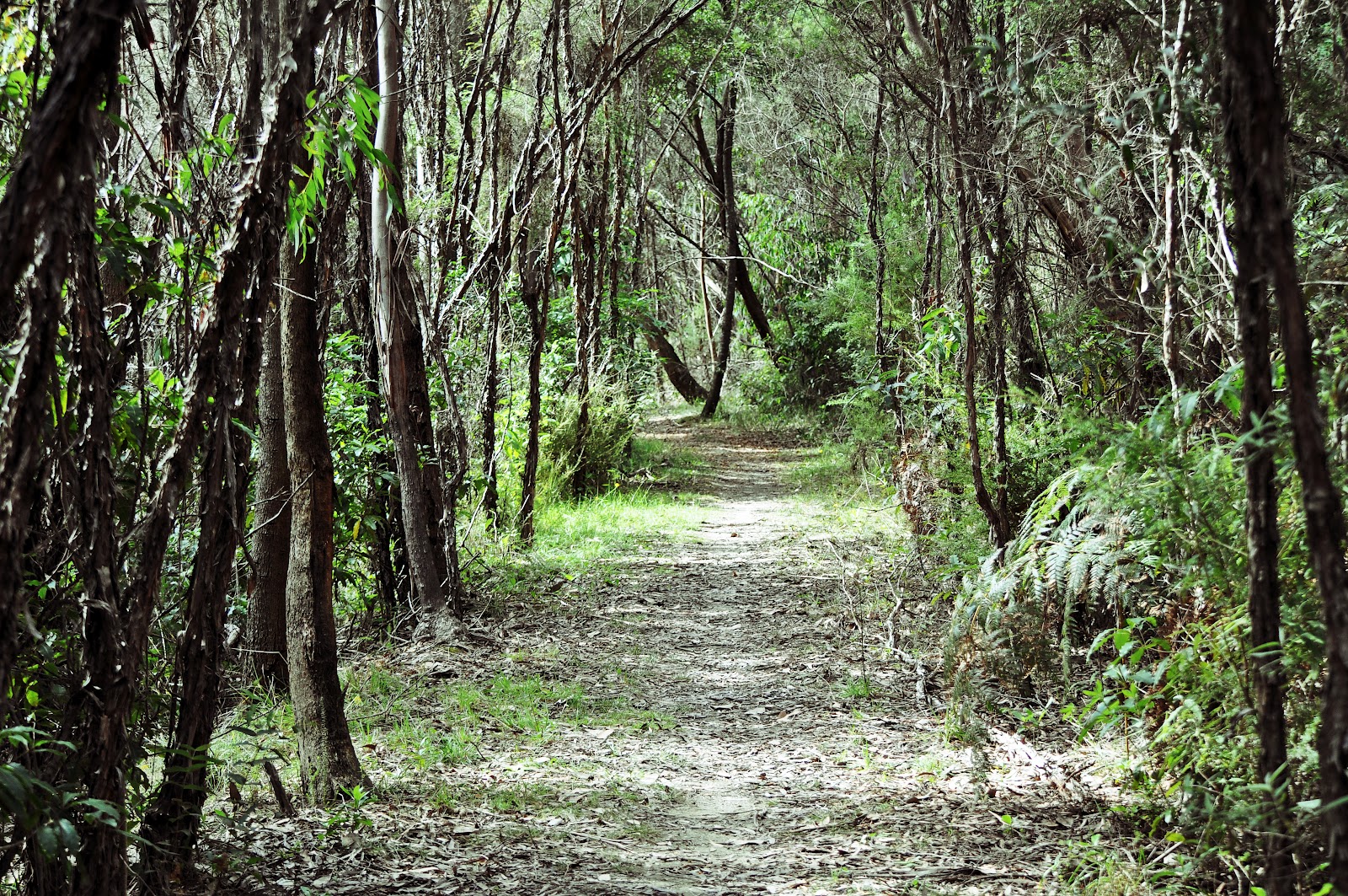 Playing in the Attic: Bushwalking