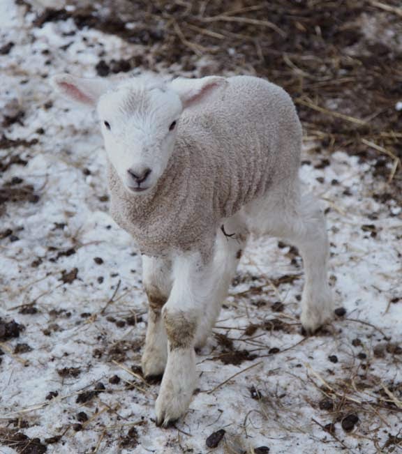 Getting Stitched on the Farm: From the Barns