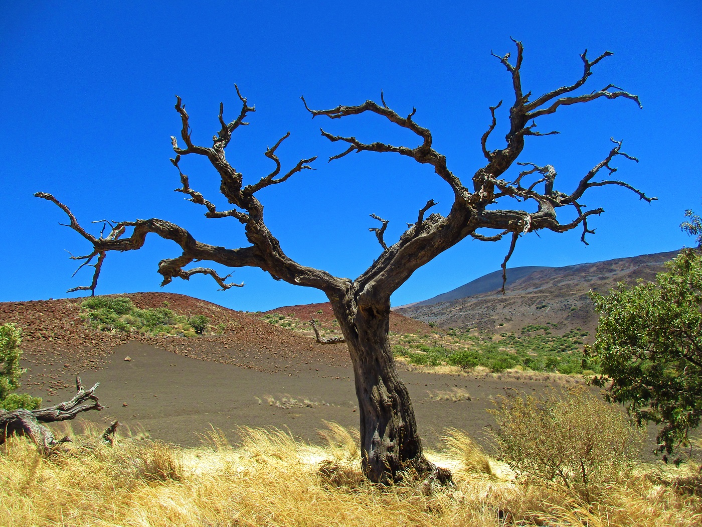 Heart and Sole: 9000 feet on Mauna Kea - Red Hill and the realm of the ...