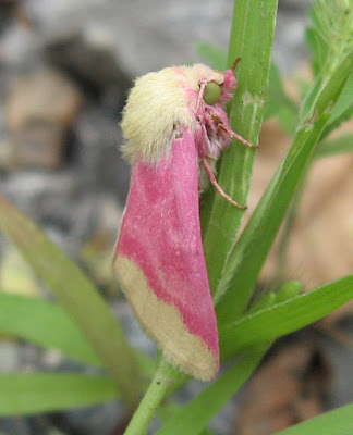 Tangled Web: An Eclipse of Moths
