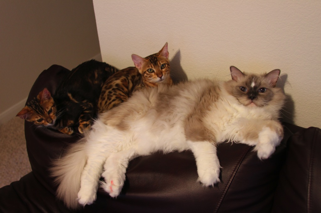 10 Pictures Of Maine Coon Cats That Prove They Re Downright Majestic ...