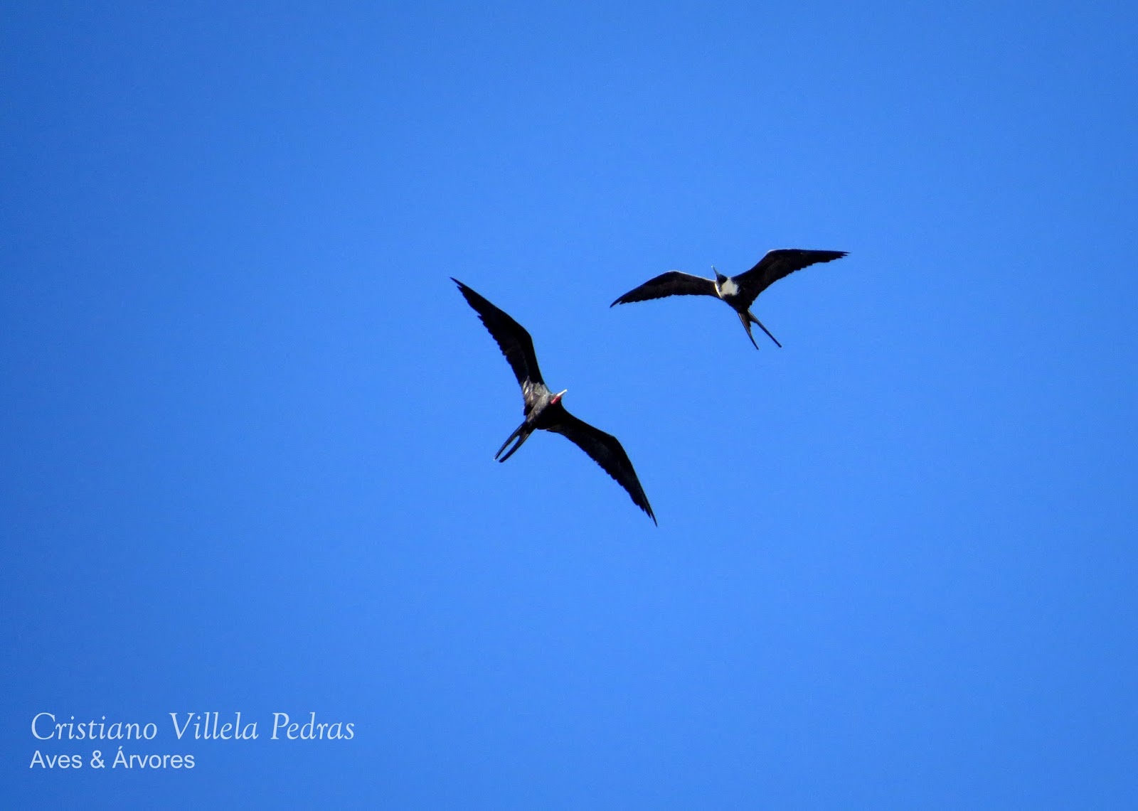 Aves e Árvores: Fragatas da Praia de Copacabana