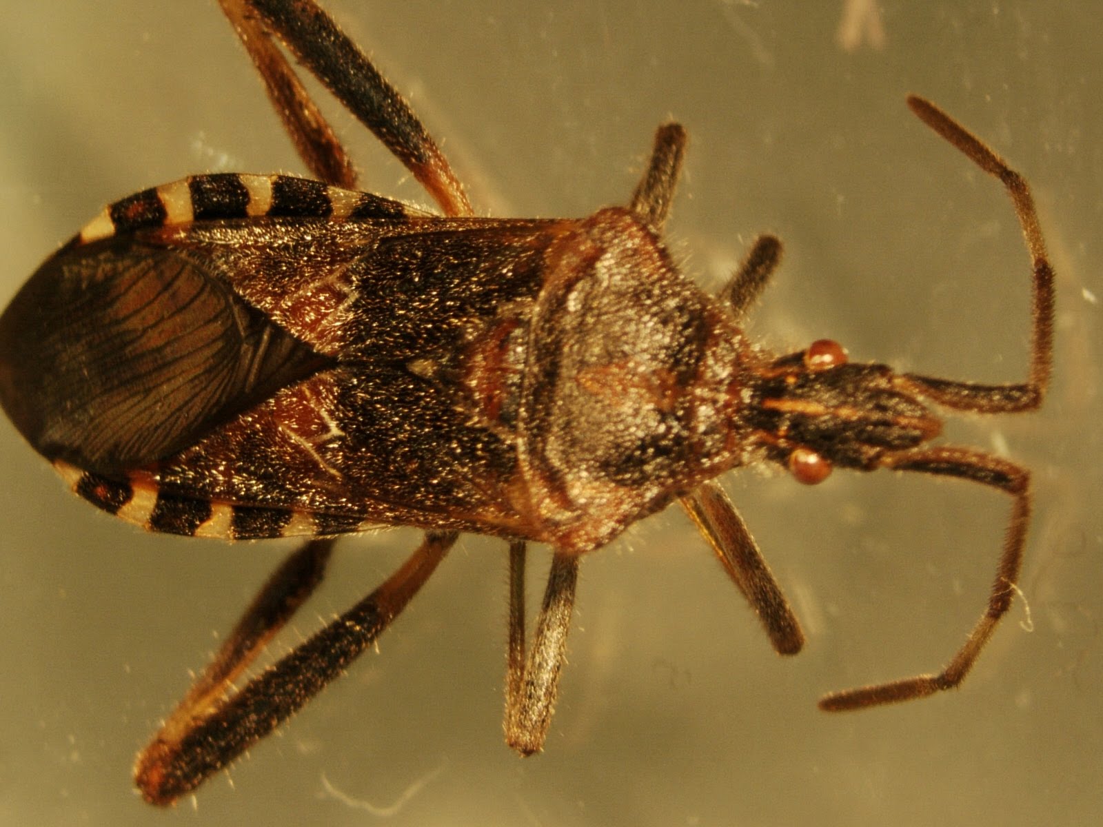 Creepy Dreadful Wonderful Parasites: March 2012