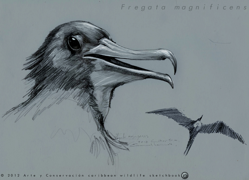 Arte y Conservación Journal: Fregata magnificens