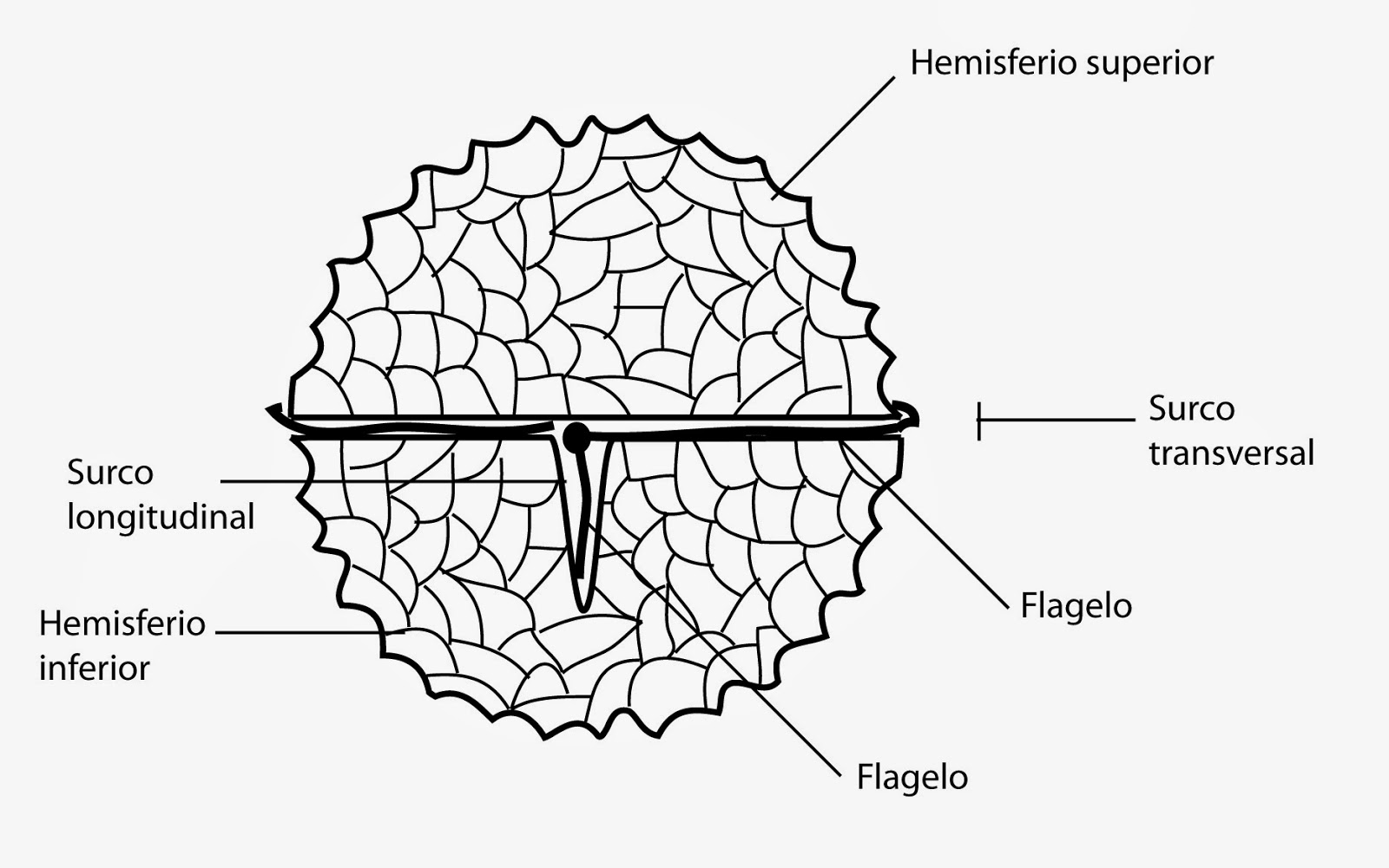 el moderno prometeo: Algas: algunas divisiones de algas unicelulares.