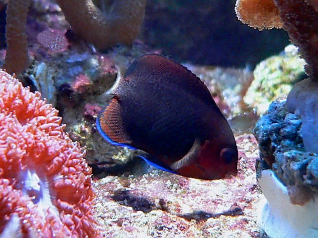 Fish Pictures: Pacific pygmy angelfish - Centropyge flavicauda