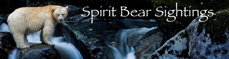 Spirit Bear Sightings: What is a Spirit Bear?