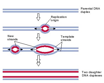 BIOLOGI SMA: Proses Replikasi DNA