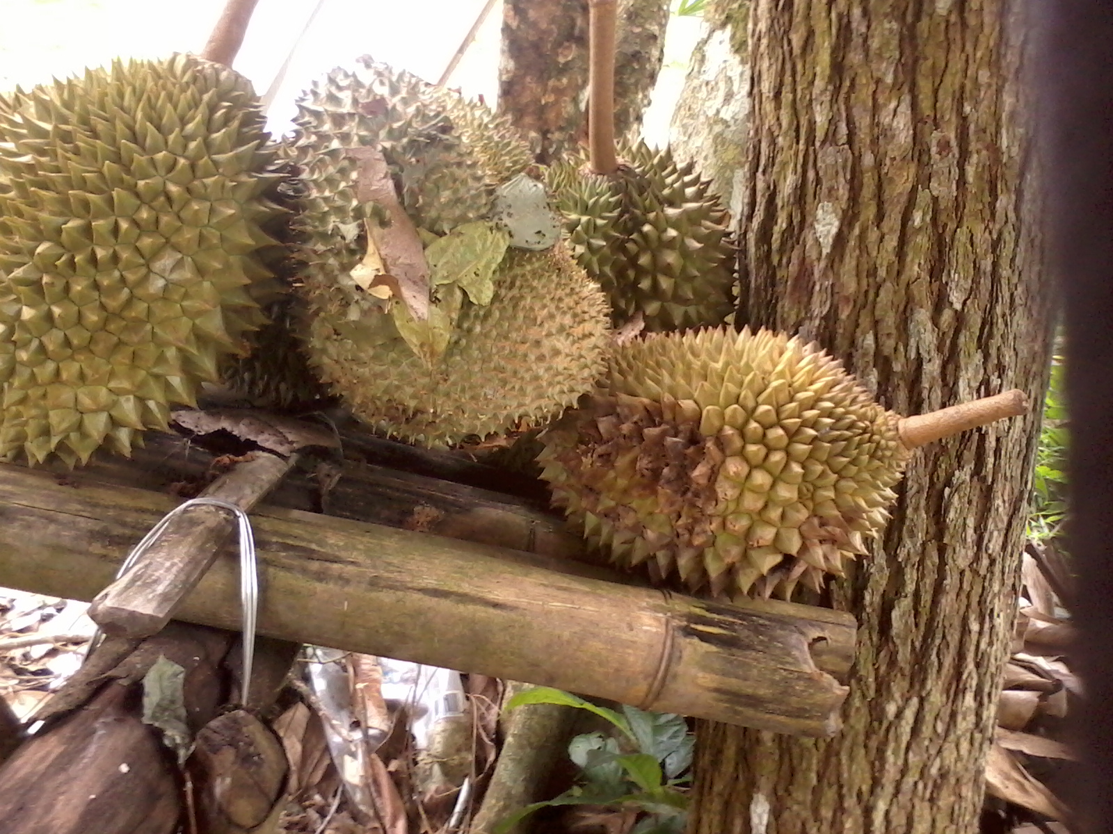 Perjalanan Hidupku: Musim Durian...Lepak Ramai-ramai Dekat Dusun!!!!