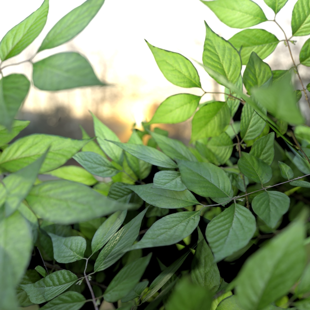 Create Realistic Tree Leaves in Blender With Subsurface Scattering