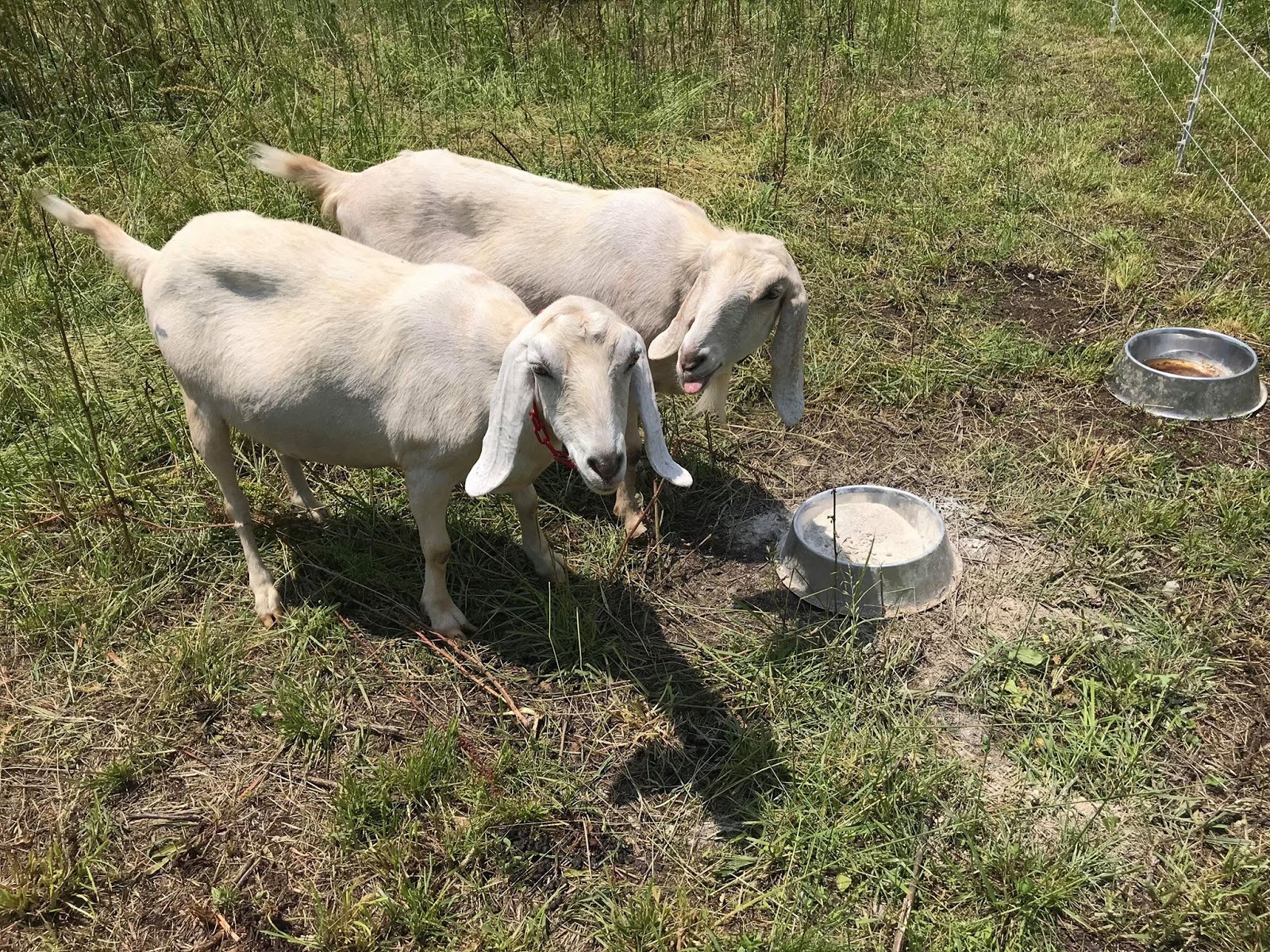 Daily Blog: We Bought a Farm: Meet our new goats!