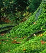 MENGENAL ALGA, LUMUT, DAN PAKU-PAKUAN | VISIUNIVERSAL