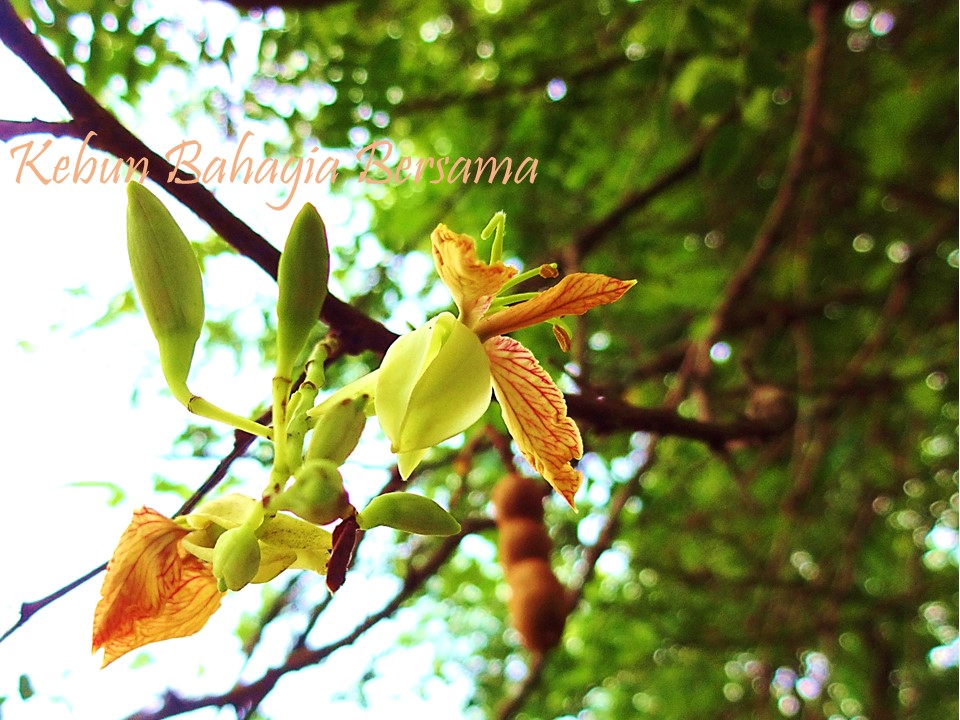 Kebun Bahagia Bersama: Bunga Asam Jawa