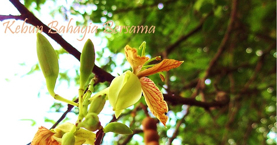 Kebun Bahagia Bersama: Bunga Asam Jawa