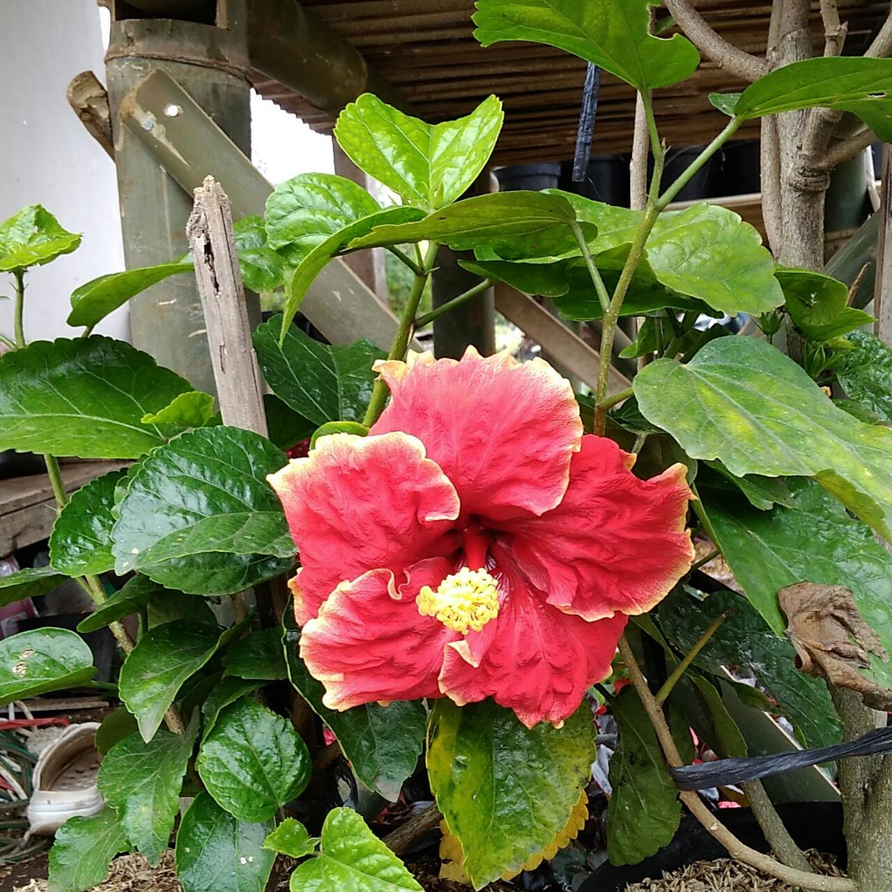 Ini Dia! 37+ Harga Tanaman Bunga Sepatu yang Banyak Dicari - Informasi ...