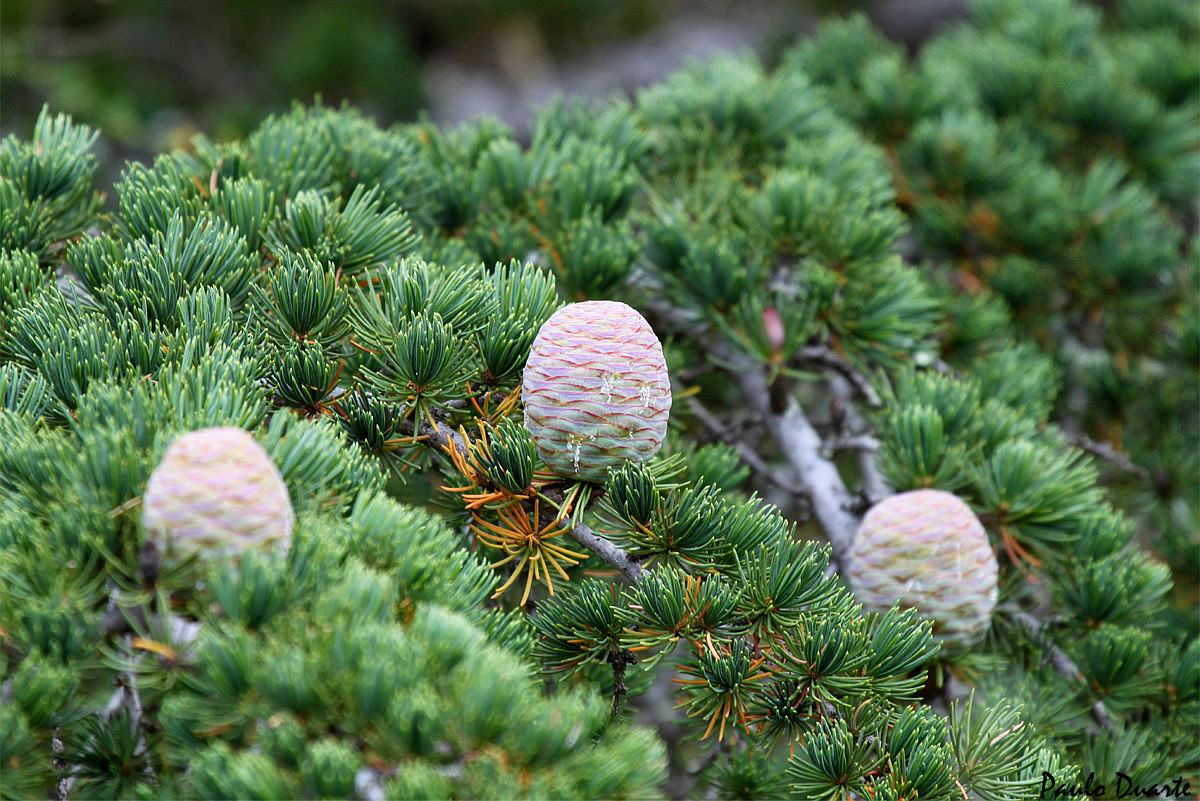 Vislumbres...: Pinhas, Pinheiros e afins...