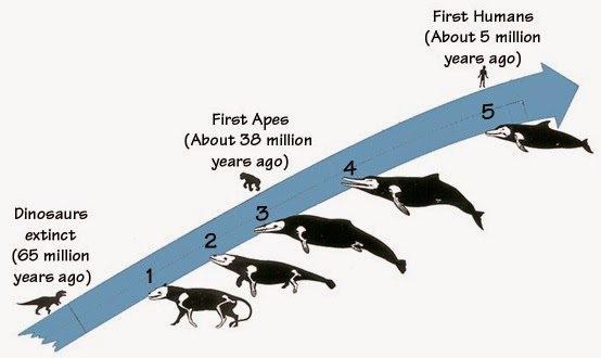 100ciaMCNews: EL NUEVO ANTEPASADO DE L0S DELFINES