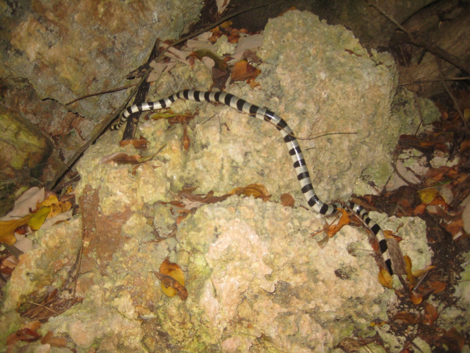 Va'vau, Kingdom of Tonga