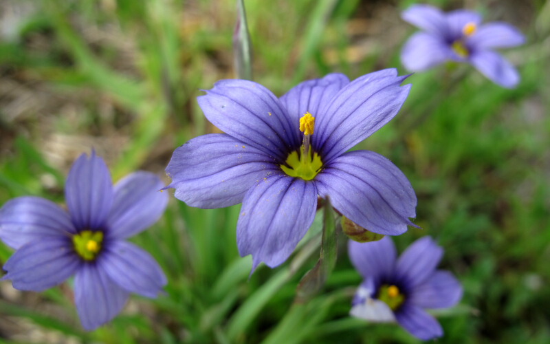 The Joyce Road Neighborhood Wildflower Blue Eyed Grass