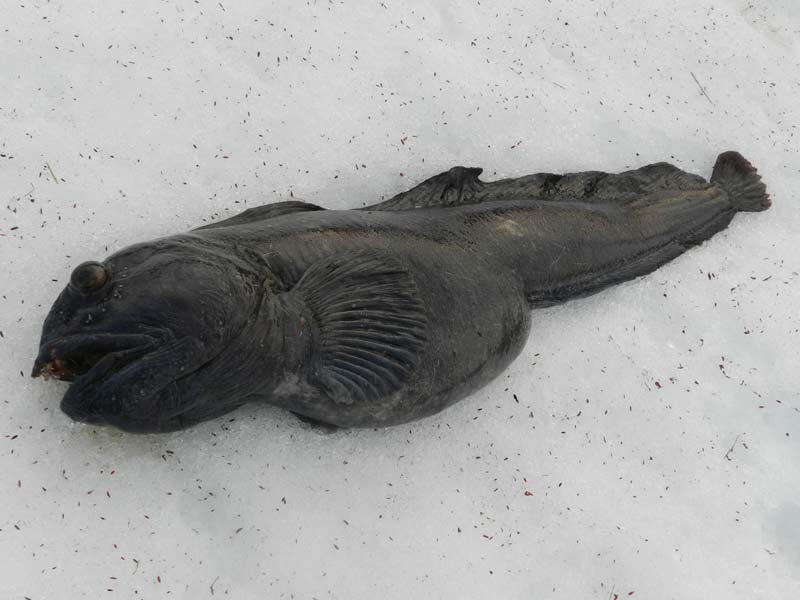 Norvēģija - sapņu zeme: Jūras vilks