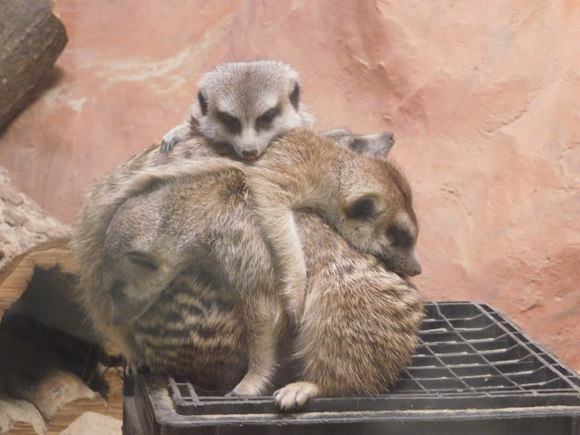 Our Animal Adventures at the Capron Park Zoo