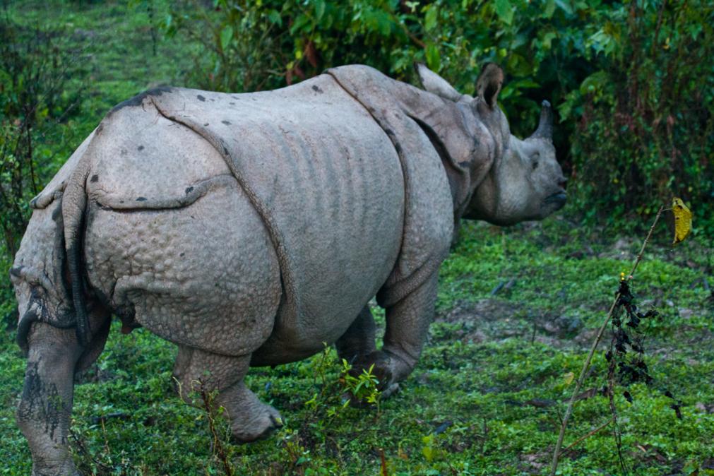 Assam - Famous For Tea and Dense Forest