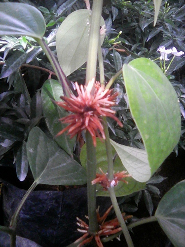 Budidaya Lada Praktis Dan Mudah : Pilih Bertanam Lada Perdu atau Lada ...