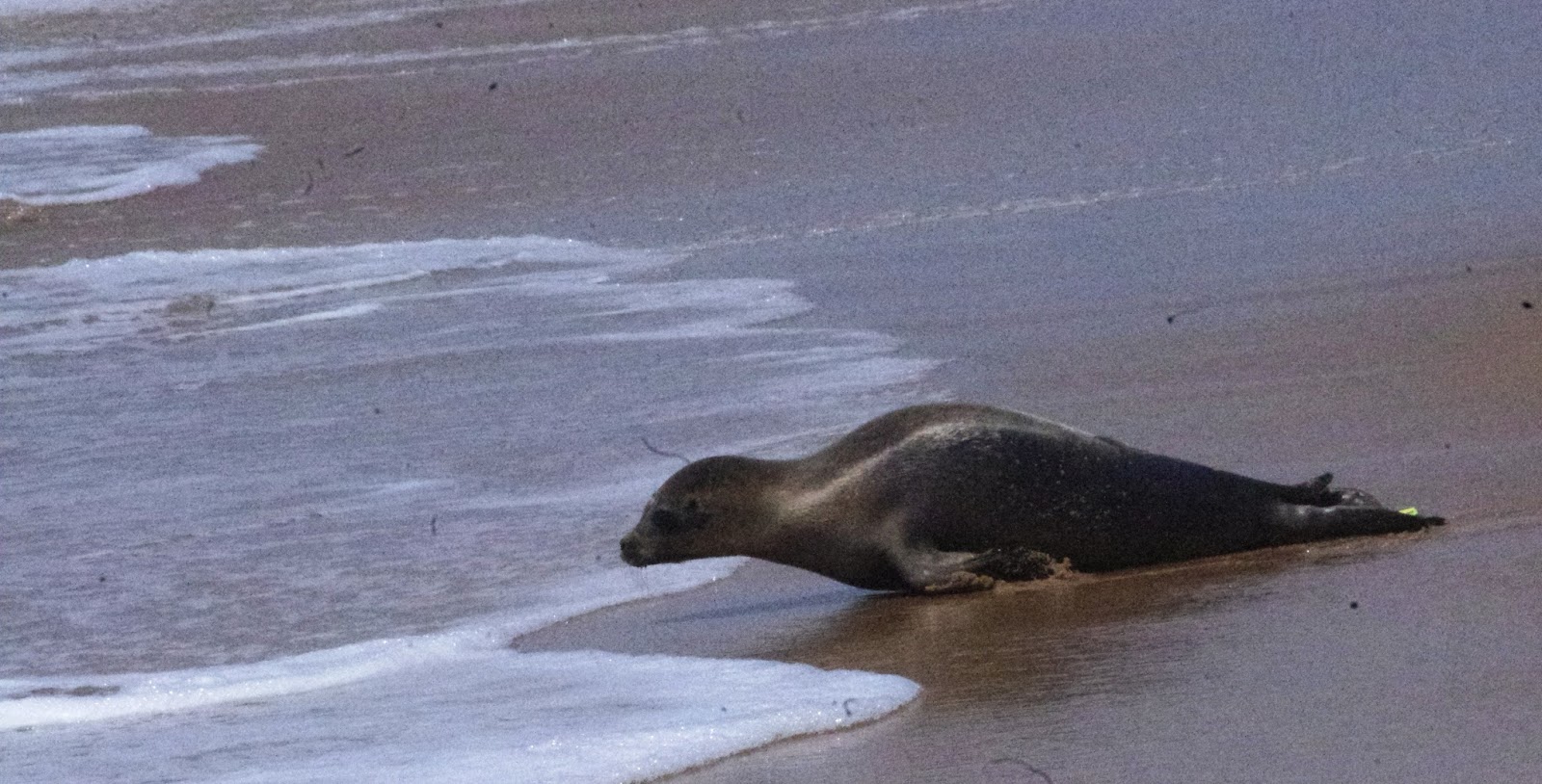 Progressive Charlestown: Another successful seal release Progressive Charlestown: Another successful seal release