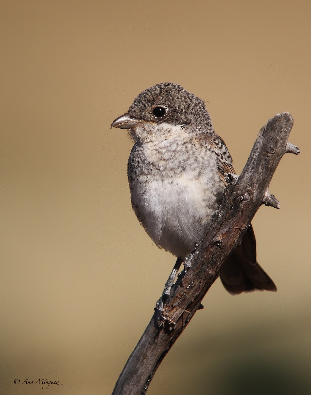 NATURANAFOTOS: Alcaudón común..