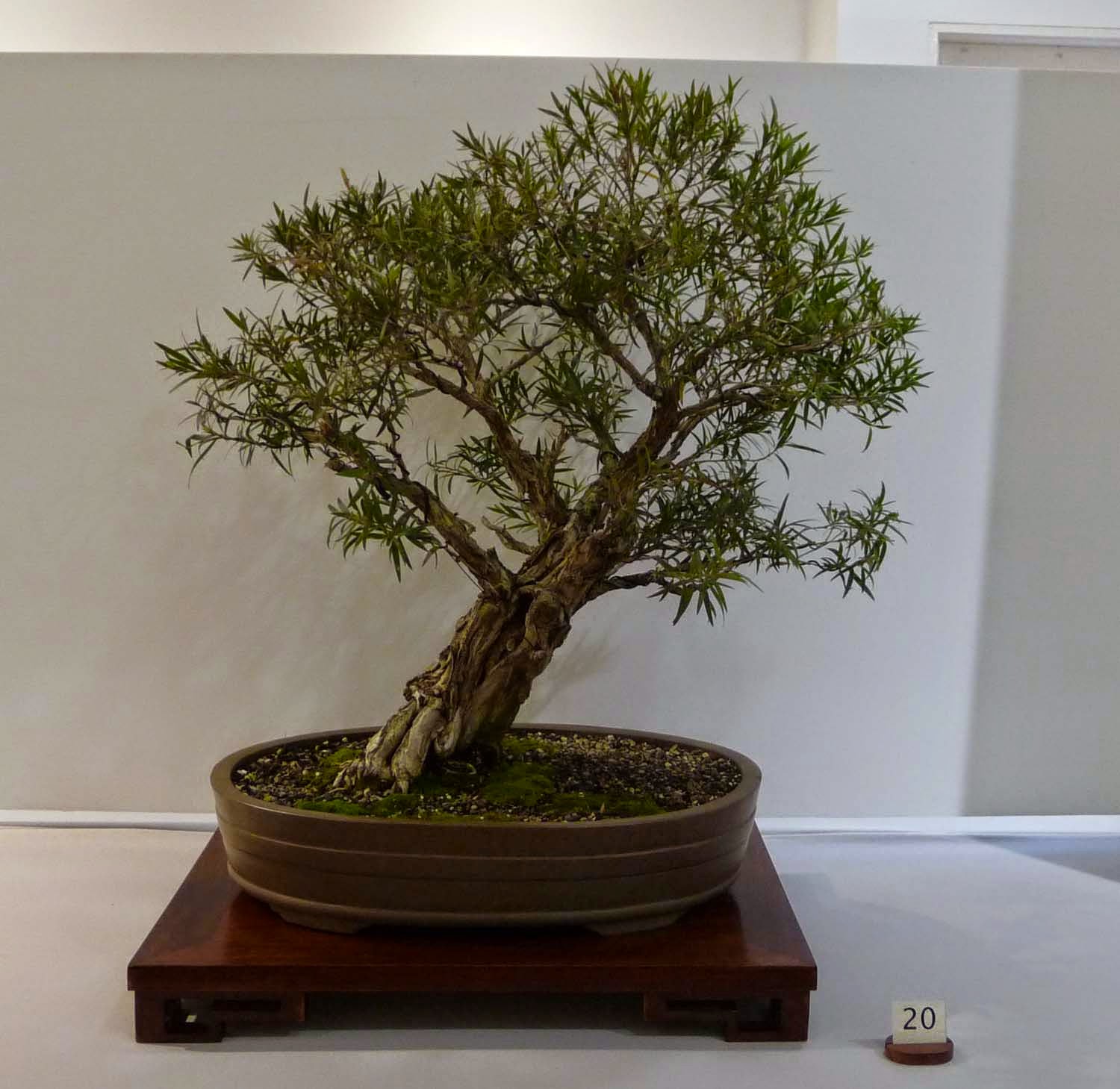 Stephen Cullum's Bonsai & Pottery: Post 201 Exhibition of Victorian ...