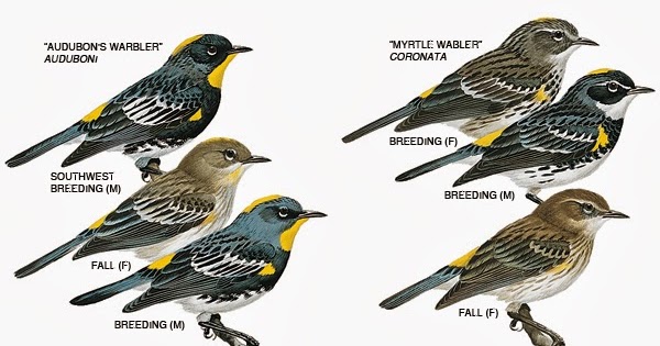 WarblerWatch: Warbler Guy, which warblers are most likely to be seen on ...