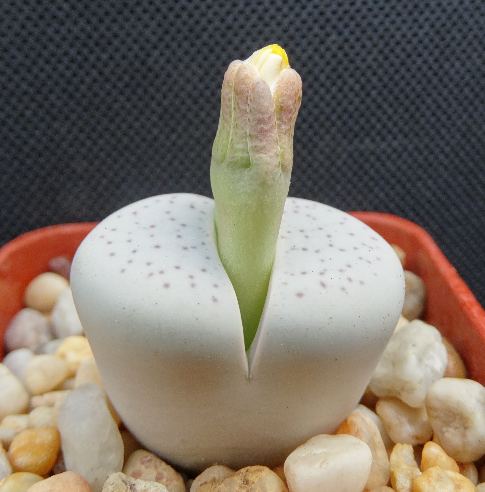 Succulent Sundae: DINTERANTHUS VANZYLII