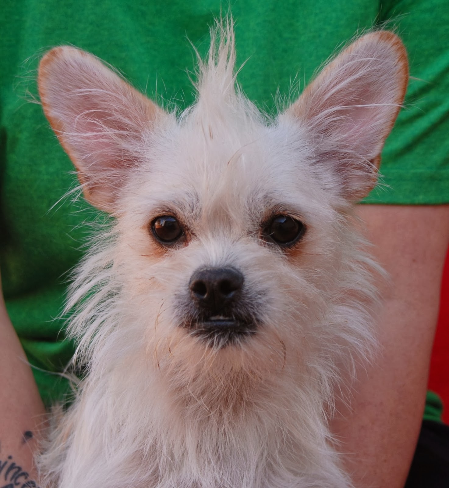 The Royal Prince Junior Puppies are now ready for adoption!